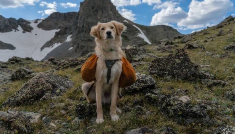 Best Dog Backpacks for Hiking in 2026 – Top Picks and Trail-Ready ...